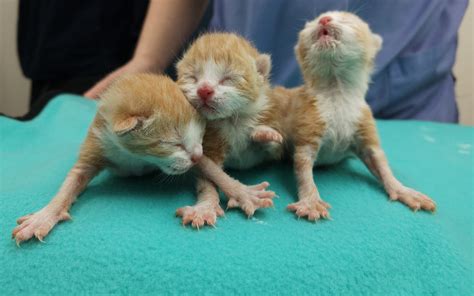 Mandatory Desexing Microchipping Of Cats