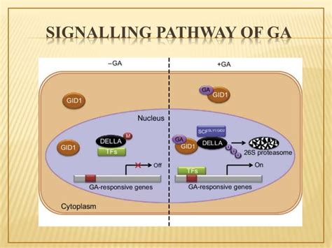 Role Of Gibberellins Mode Of Action And External Applicationspptx