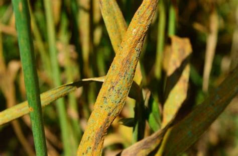 Rust Fungus Controlling And Preventing Infection The Seed Collection