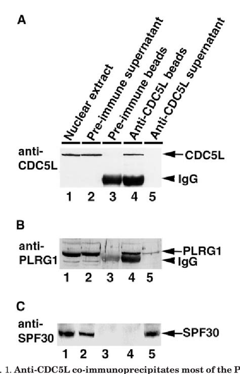 Figure 1 From A Direct Interaction Between The Carboxyl Terminal Region