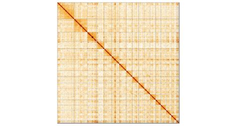 Genome Assembly Of Diadumene Lineata Jadialine6 1 Hi C Contact Map Download Scientific