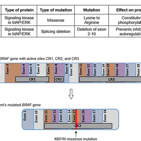Tumor Genetics The Effects Of Each Mutation Determined By The Solid