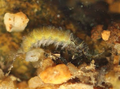 Video How To Tie The Green Caddis Larva Orvis News