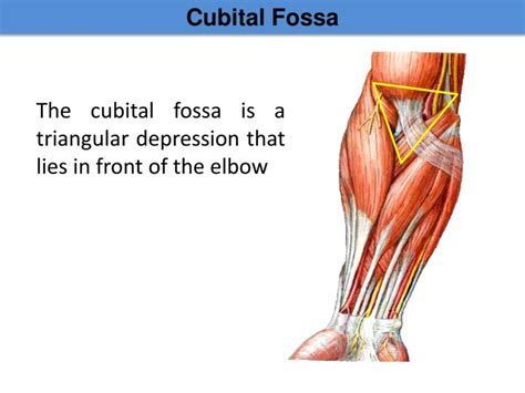 Ppt Arm Cubital Fossa And Elbow Joint Powerpoint Presentation Id2167619