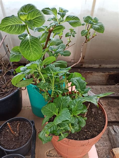 Зимовка гортензии в квартире Прервал эксперимент из сочувствия к растению Удачный Сад Дзен