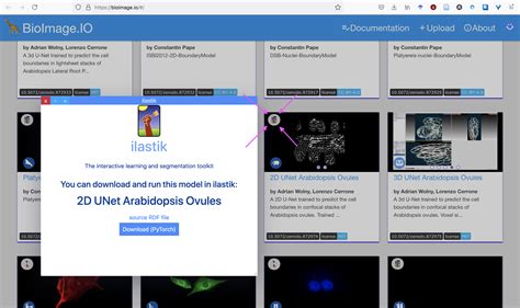 Ilastik Neural Network Classification