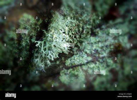 Patterns And Textures In Nature Intimate Landscape Of Tree Patterns Stock Photo Alamy