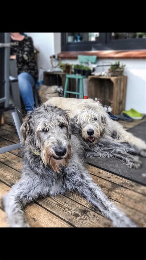 Ary 😏 And Her Brother Ben 🥰 Scrolller