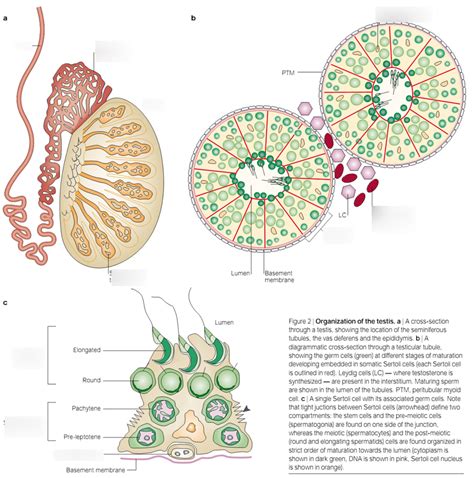 Reproductive System Testis Diagram Quizlet