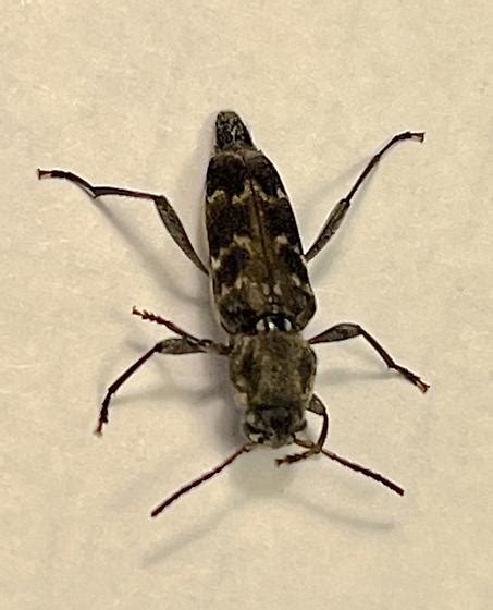 Xylotrechus Sp Xylotrechus Nauticus Bugguidenet