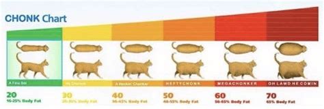 Chonk Chart Album On Imgur