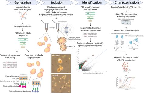 Expanding And Improving Nanobody Repertoires Using A Yeast Display Method Targeting Sars Cov 2