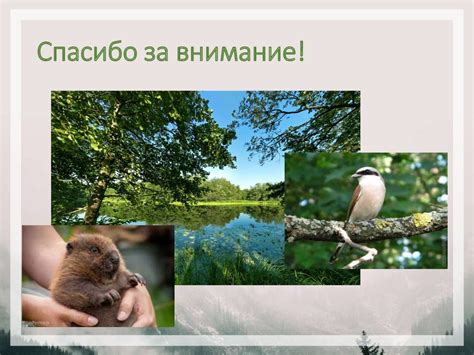 «Окно в природу». 90-летию Василия Михайловича Пескова - презентация онлайн