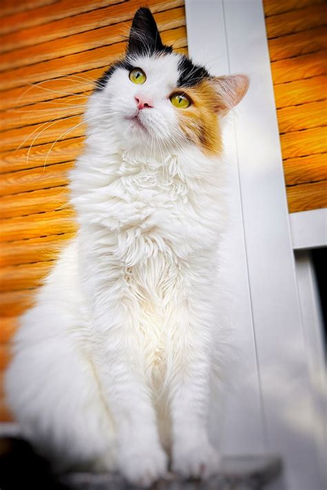 15 Compelling Reasons To Own A Calico Cat Rare Beauty