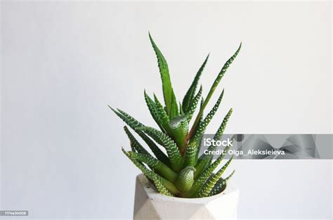 콘크리트 냄비에 즙이 많은 흰색 배경에 Haworthia와 화분 디자인에 대한 원래 배너 다각형 모양 삼각형 파인애플입니다 흰색 배경에 격리 Diy에 대한 스톡 사진 및