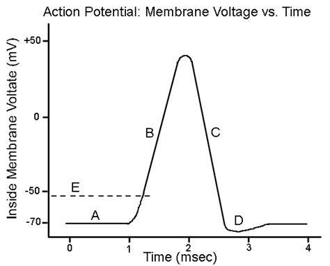 Action Potential Graph Diagram Quizlet