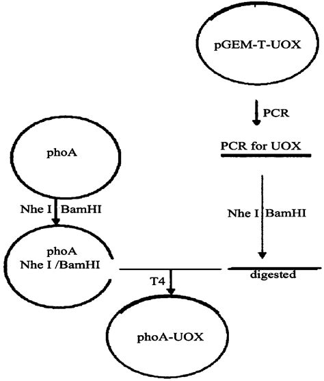 Nucleotide Sequence And Expression Vector Of Encoded Recombinant Urate Oxidase Protein Eureka