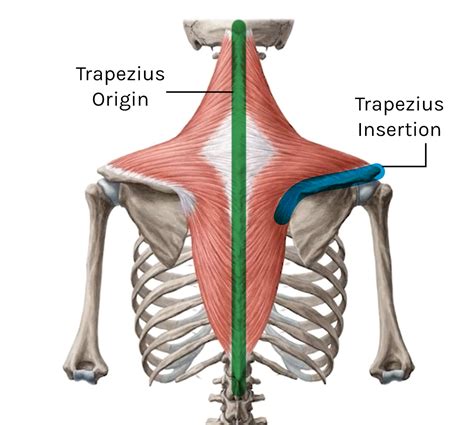 How Do Muscle Attached To The Bones Move The Body