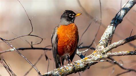 Robins Love These 10 Shrubs And Trees—plant Them For Year Round Visits