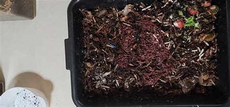 worm bin set up guide