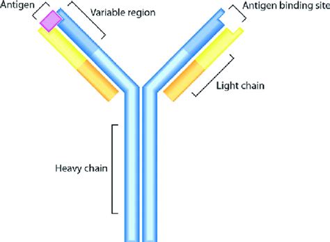 General Structure Of An Antibody Download Scientific Diagram