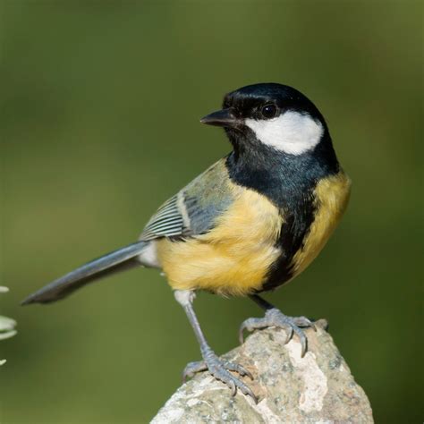 Great Tit Parus Major Songbird Factfile