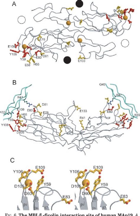 Figure 1 From The X Ray Structure Of Human Mannan Binding Lectin Associated Protein 19 Map19