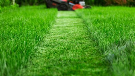 Plant Growth Regulators For Bermuda Grass All Turf Lawn Care