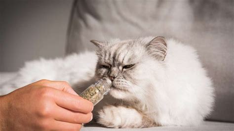 Can A Cat Have Too Much Catnip Can Cats Overdose On Catnip My