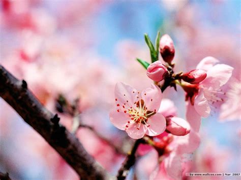 ดอกนางพญาเสือโคร่ง รูปภาพดอกไม้สวยๆ