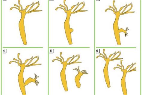 Gemación ¿qué Es Y Cuáles Son Sus Ejemplos Más Comunes