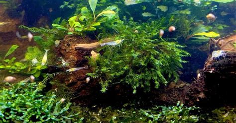 Java Moss Key Characteristics Planting And Care Learn About Nature