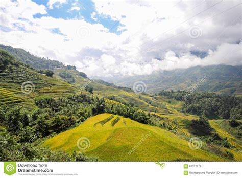 Rice Fields On Terraced Of Sapa Vietnam Stock Image Image Of Ecology
