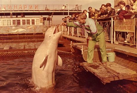 ДаБудетСайт Яндекс Директ запустил новое дополнение «Промоакция для объявлений в поисковой