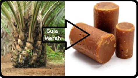 Anim Agro Technology PROSES GULA MERAH DARI POKOK SAWIT