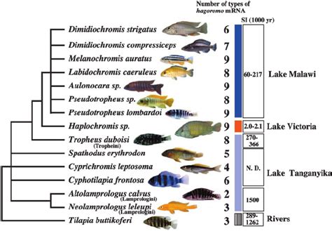 African Cichlids Breeds