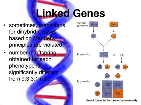 Ppt Principles Of Inheritance Powerpoint Presentation Free Download Id3595958 Ppt Principles Of Inheritance Powerpoint Presentation Free Download Id3595958