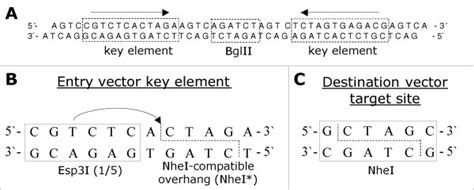 Sequence Elements Facilitating The Subcloning Procedure A A Double