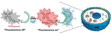 The Schematics Of The Aiegen Based Fluorescent Aptasensor For Detecting Download Scientific