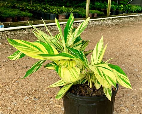 Variegated Ginger Plant
