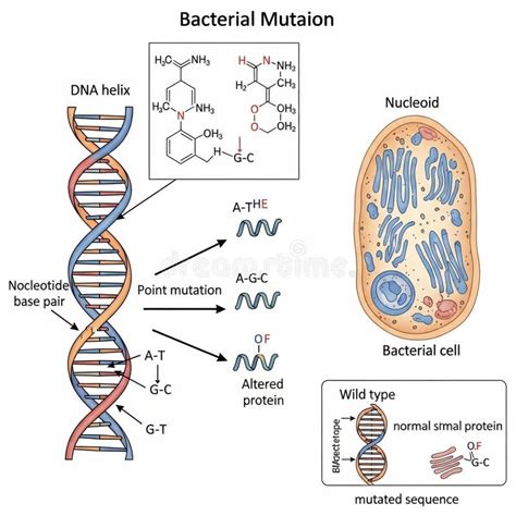 Altered Protein Sequences Stock Illustrations 3 Altered Protein