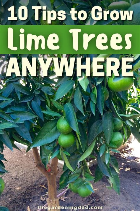 How To Grow Lime Trees In Pots 10 Easy Tips Artofit