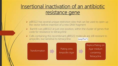 Identification Of Recombinants In Bacterial Cells Pptx