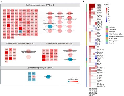 Frontiers Comparative Transcriptome Analysis Of Sars Cov 2 Sars Cov Mers Cov And Hcov 229e