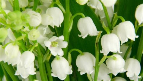 V Sao Hoa Linh Lan Hay C S D Ng Trang Tr M C I