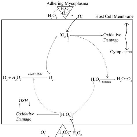 Pathogenesis Of Mycoplasma Gallisepticum Download Scientific Diagram