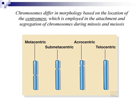 Extensions Of Mendelian Genetics Ppt Download