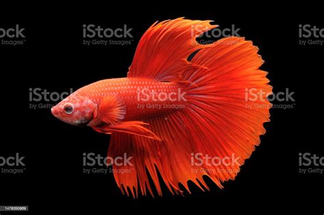 검은 배경에 고립 된 빨간 샴 싸우는 물고기의 움직이는 순간을 포착하십시오 베타 물고기 0명에 대한 스톡 사진 및 기타 이미지 0명 감금 상태 깃털 Istock