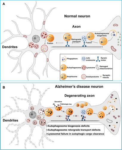 Full Article Autophagy In Alzheimer Disease Pathogenesis And Its
