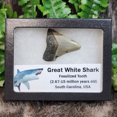 Shark Teeth Fossils Sharks Teeth Fossils On Beach Belgium Stock